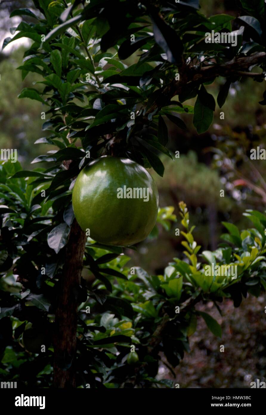 Pomelo (Citrus maxima or Citrus grandis), Rutaceae Stock Photo - Alamy