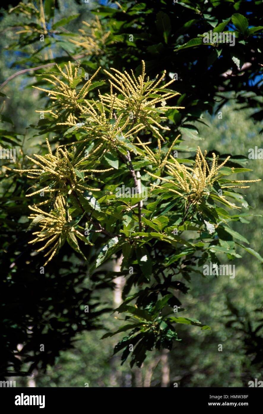 Castanea vesca hi-res stock photography and images - Alamy