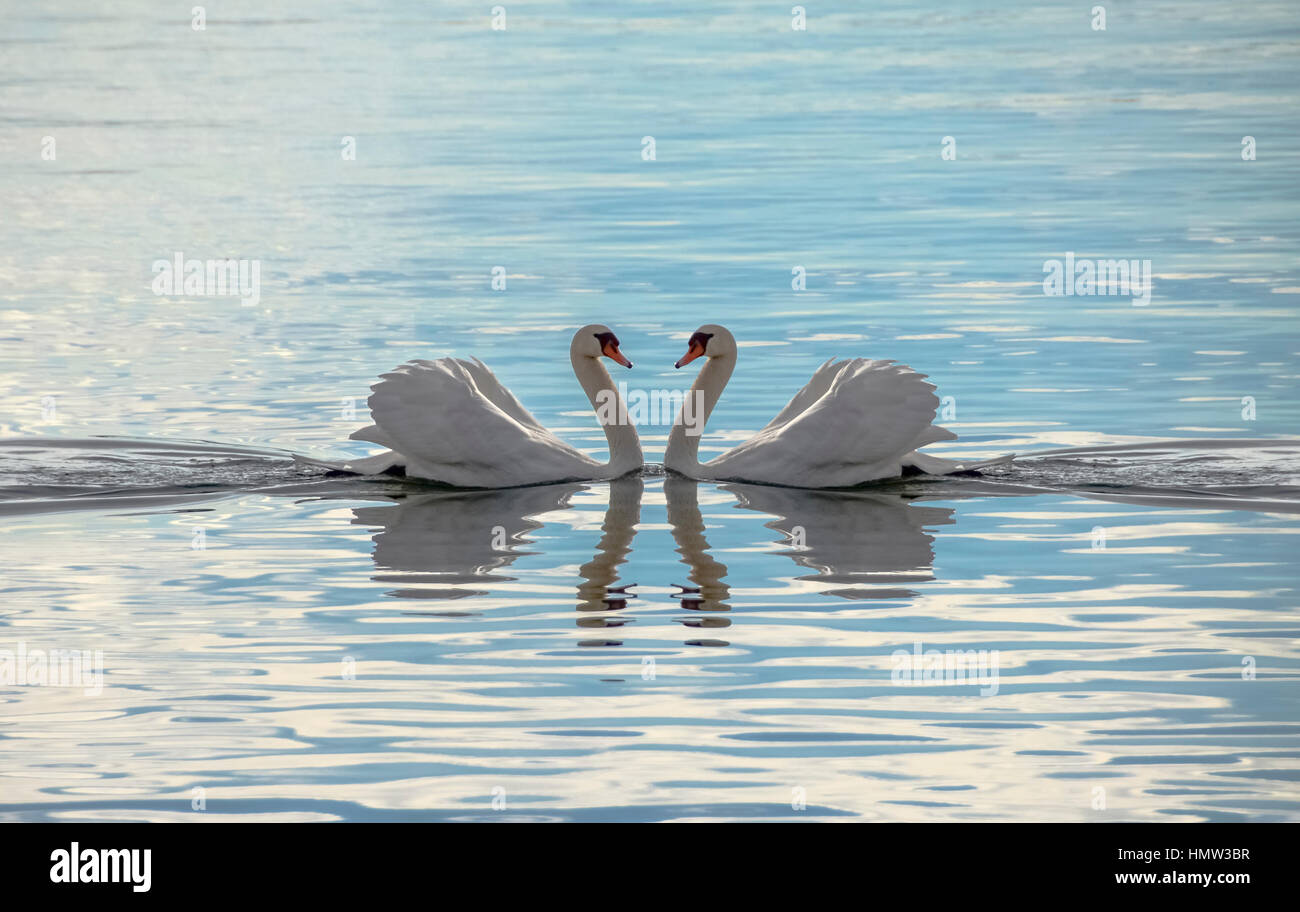 Two Swans Making a Heart - Swan Love Stock Photo - Alamy