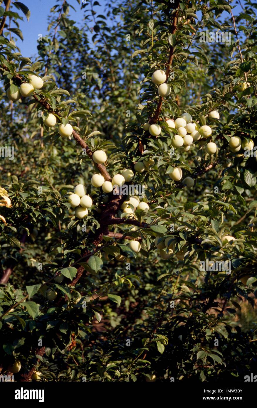 Common Plum (Prunus domestica), Rosaceae Stock Photo - Alamy