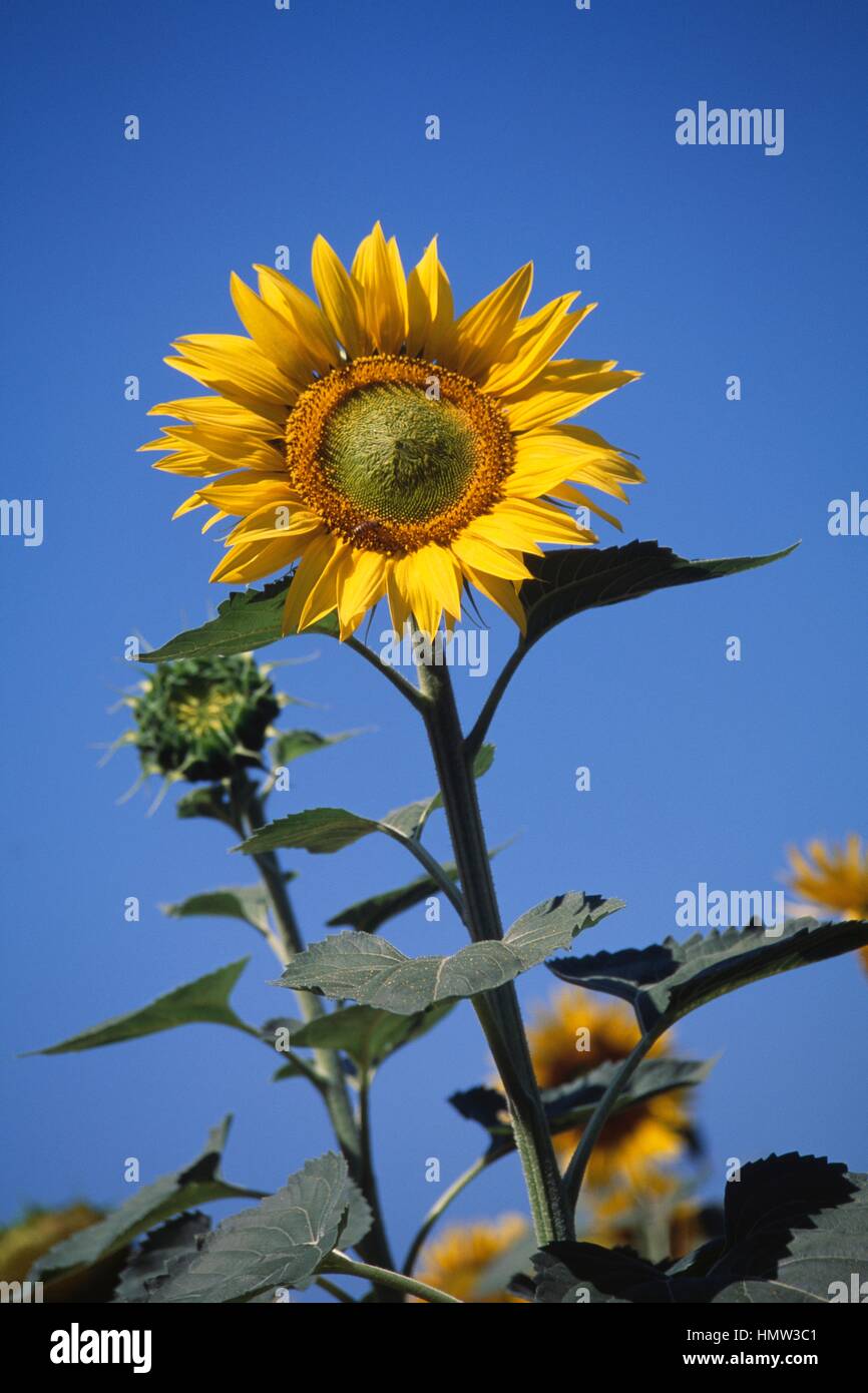 Sunflower (Helianthus annuus), Asteraceae Stock Photo - Alamy