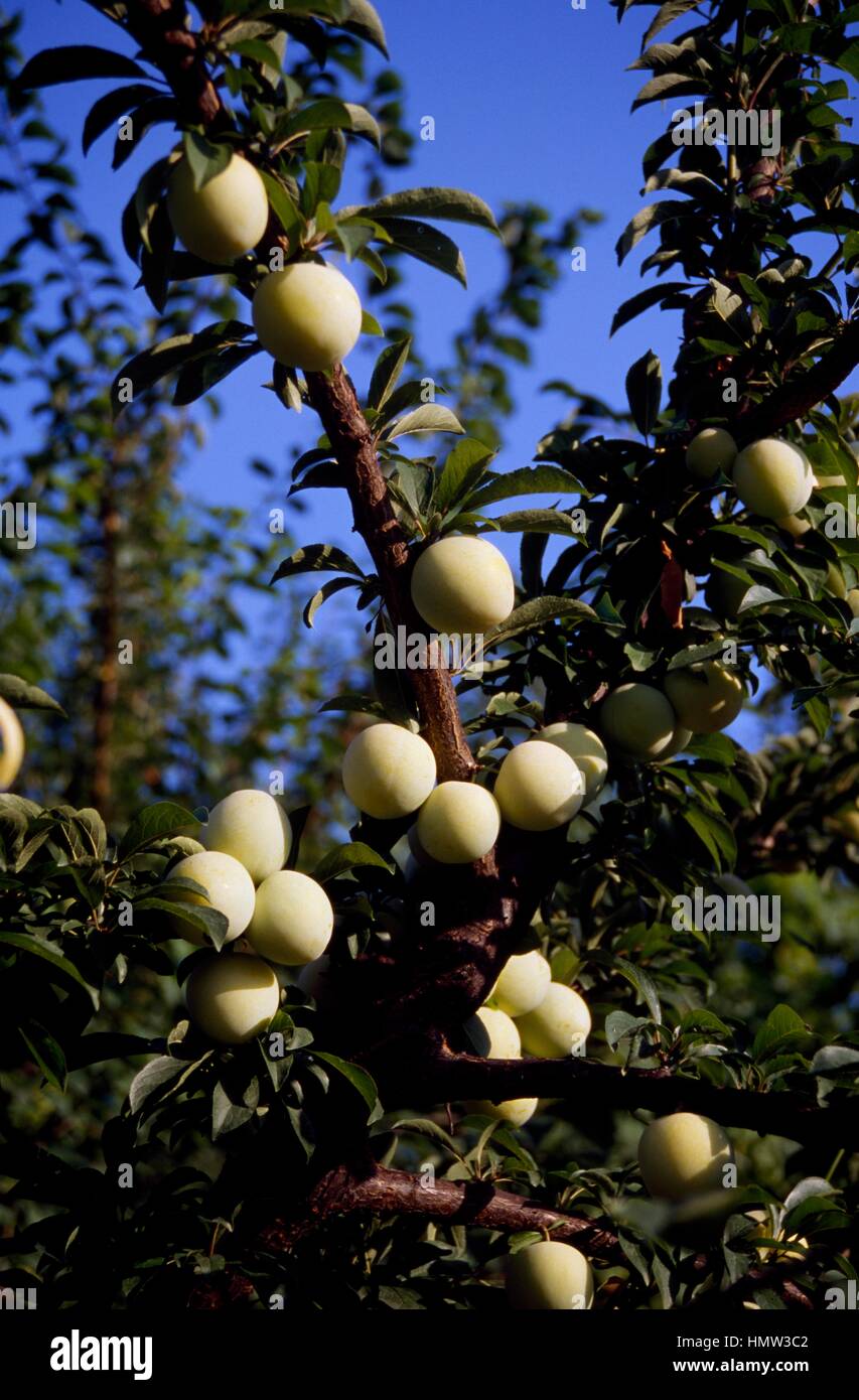 Common Plum (Prunus domestica), Rosaceae Stock Photo - Alamy