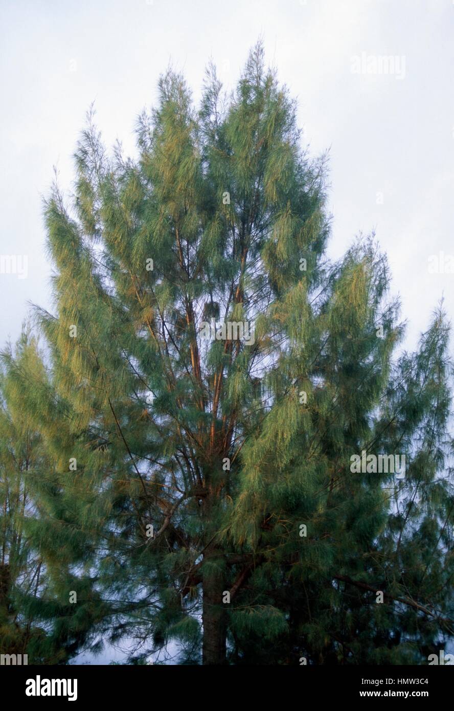 Casuarina, Casuarinaceae. Detail Stock Photo - Alamy