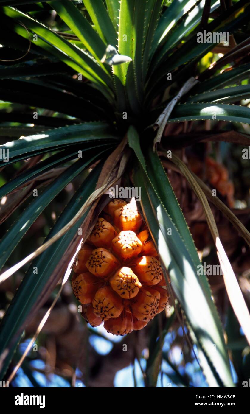 Pandanus Pandanaceae Pandanus Leaves High Resolution Stock Photography ...