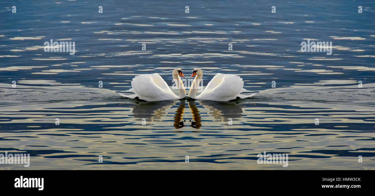 Two Swans Making a Heart - Swan Love Stock Photo - Alamy