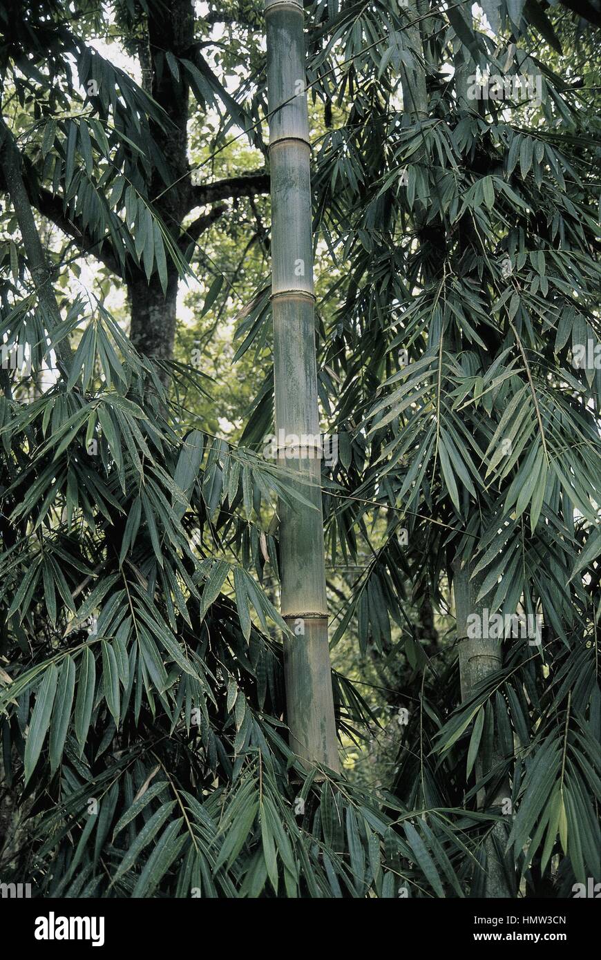 Botany - Poaceae. Bamboo (Bambusa Stock Photo - Alamy