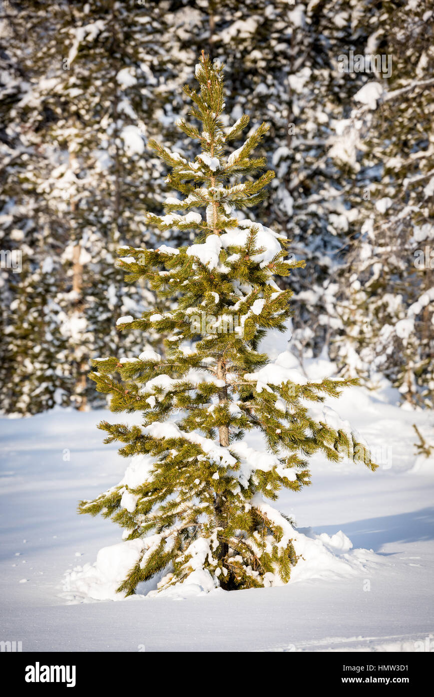 Lone pine tree in winter with snow and forest background Stock Photo - Alamy