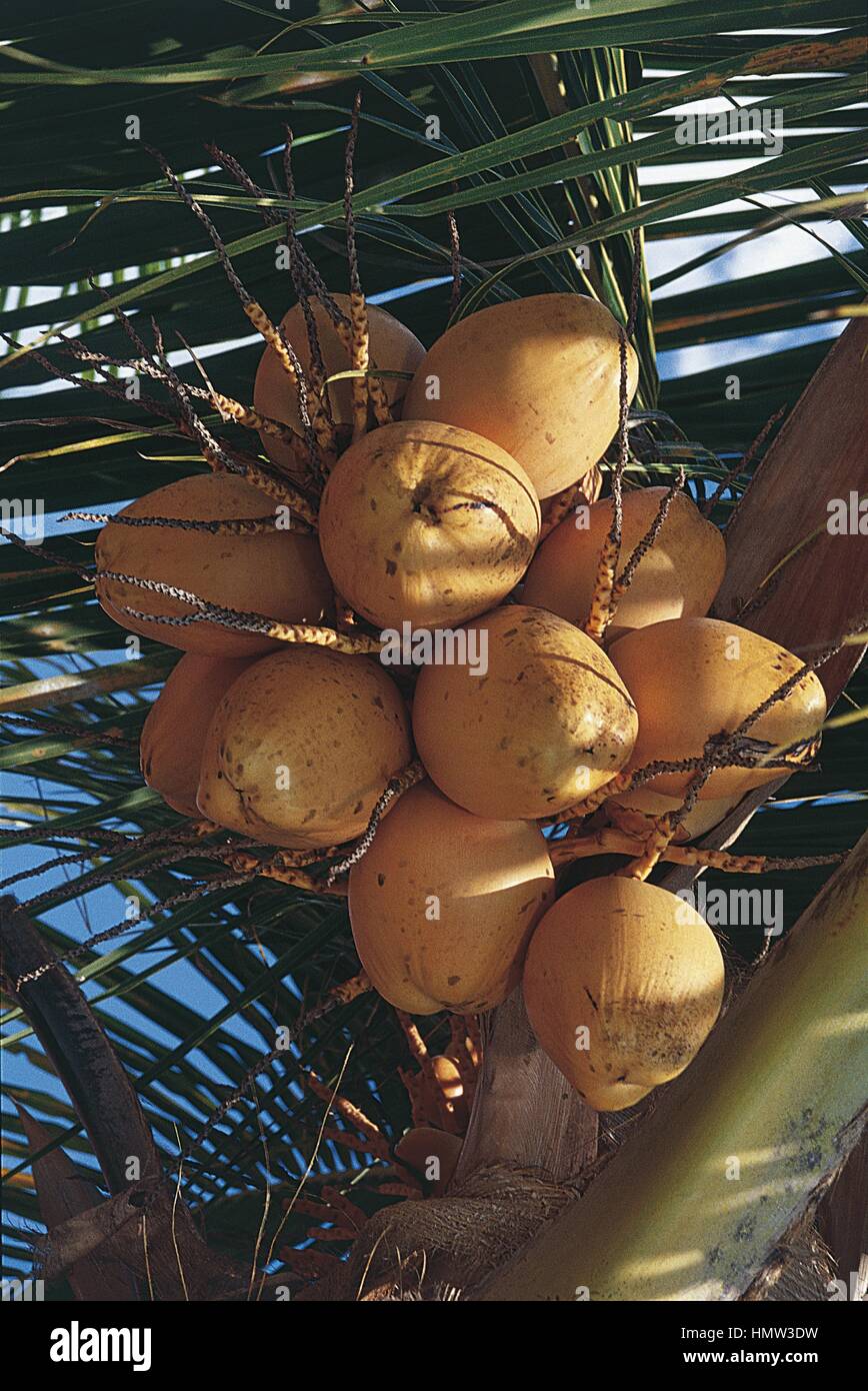Botany - Trees - Arecaceae. Coconut palm (Cocos nucifera). Coconuts ...