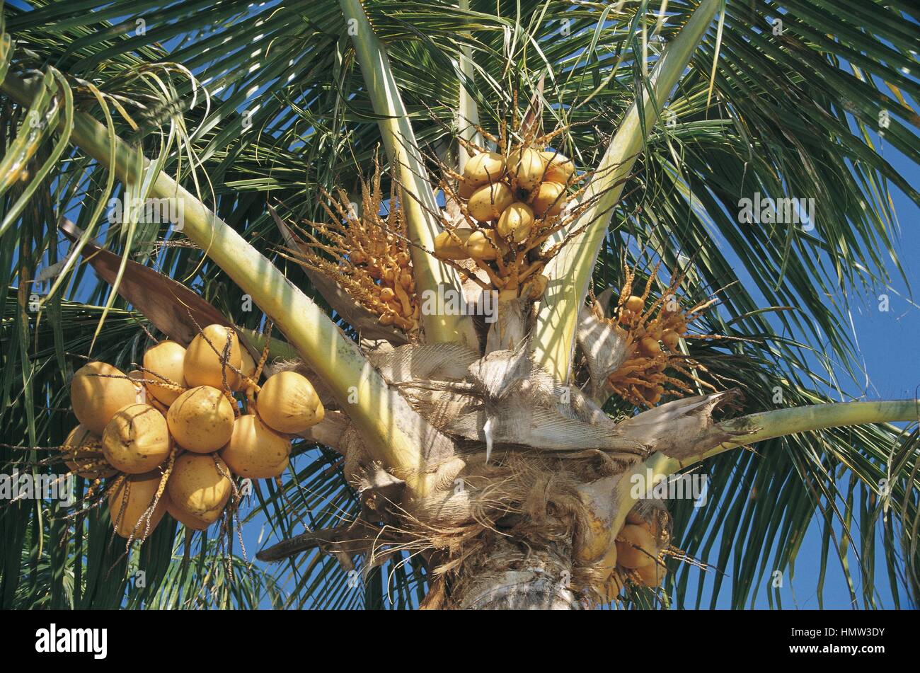 Botany - Trees - Arecaceae. Coconut palm (Cocos nucifera). Coconuts ...