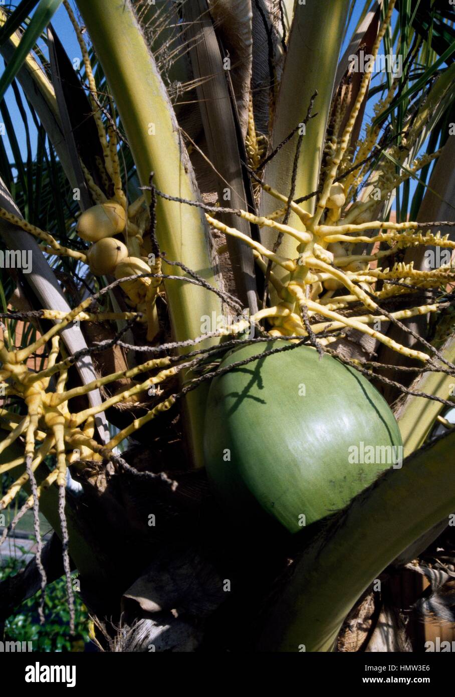 Fruits of Coconut Palm (Cocos nucifera), Arecaceae Stock Photo - Alamy