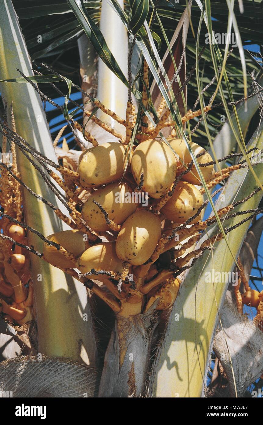 Botany - Trees - Arecaceae. Coconut palm (Cocos nucifera). Coconuts ...