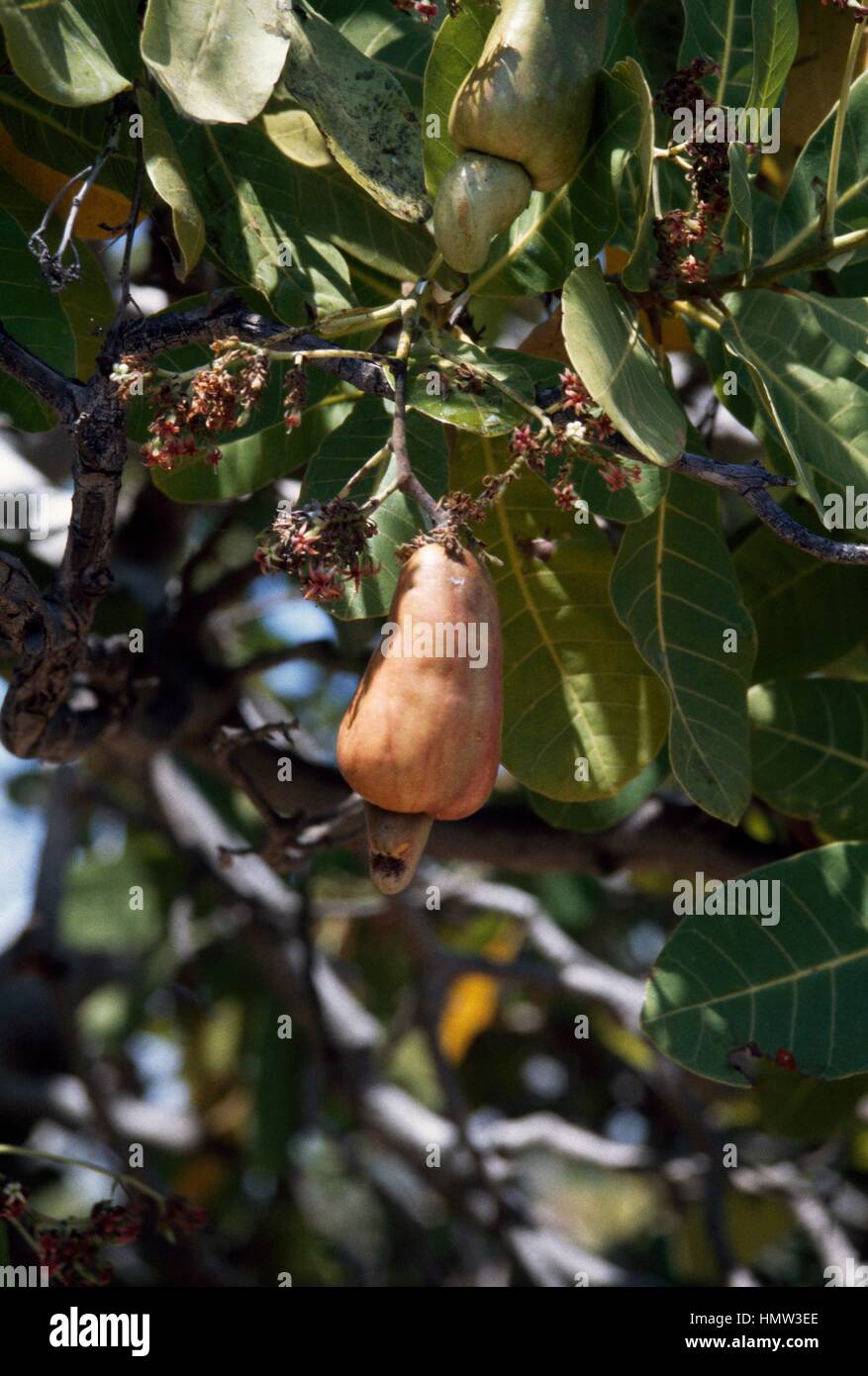 Cashew (Anacardium occidentale), Anacardiaceae Stock Photo - Alamy