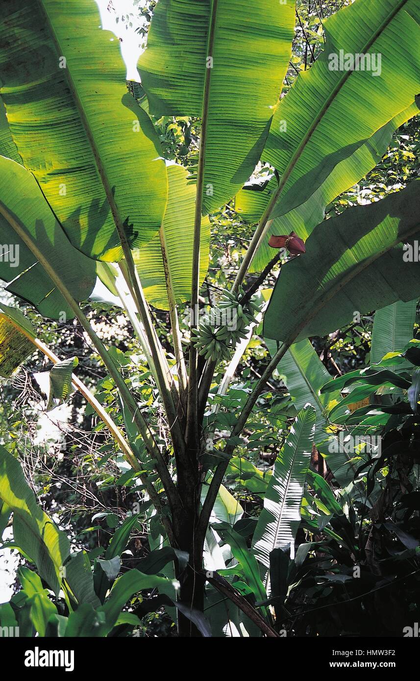 Balbisiana hi-res stock photography and images - Alamy