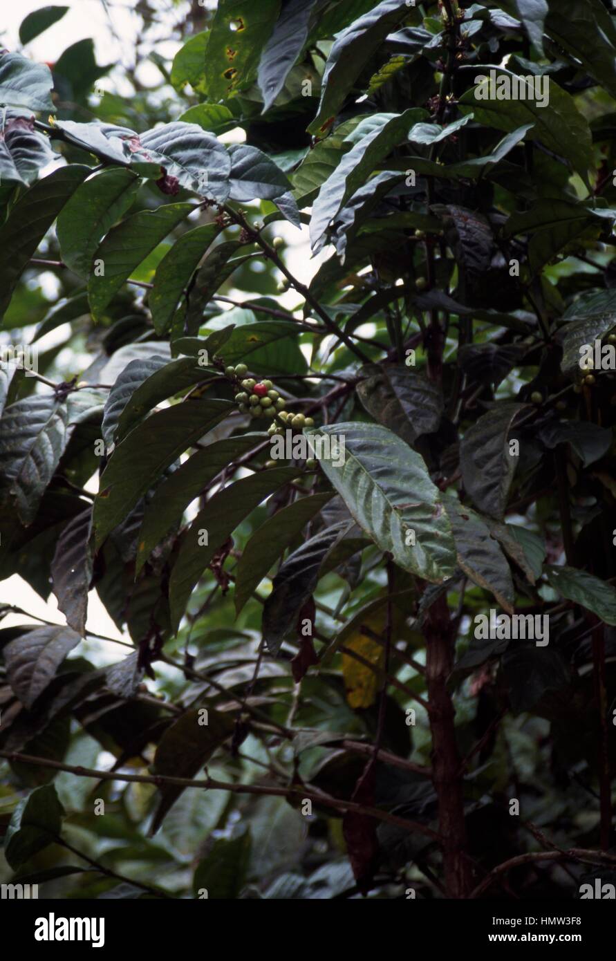 Robusta Coffee (Coffea canephora or Coffea Robusta), Rubiaceae Stock ...