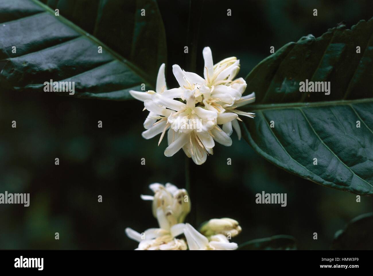 Robusta Coffee flowers (Coffea canephora or Coffea Robusta), Rubiaceae ...