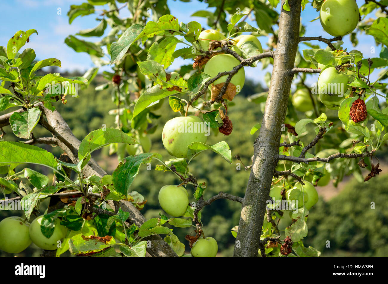 Natural apples images hi-res stock photography and images - Alamy