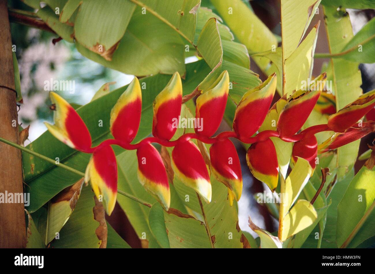 False Bird-of-paradise (Heliconia rostrata), Heliconiaceae Stock Photo ...