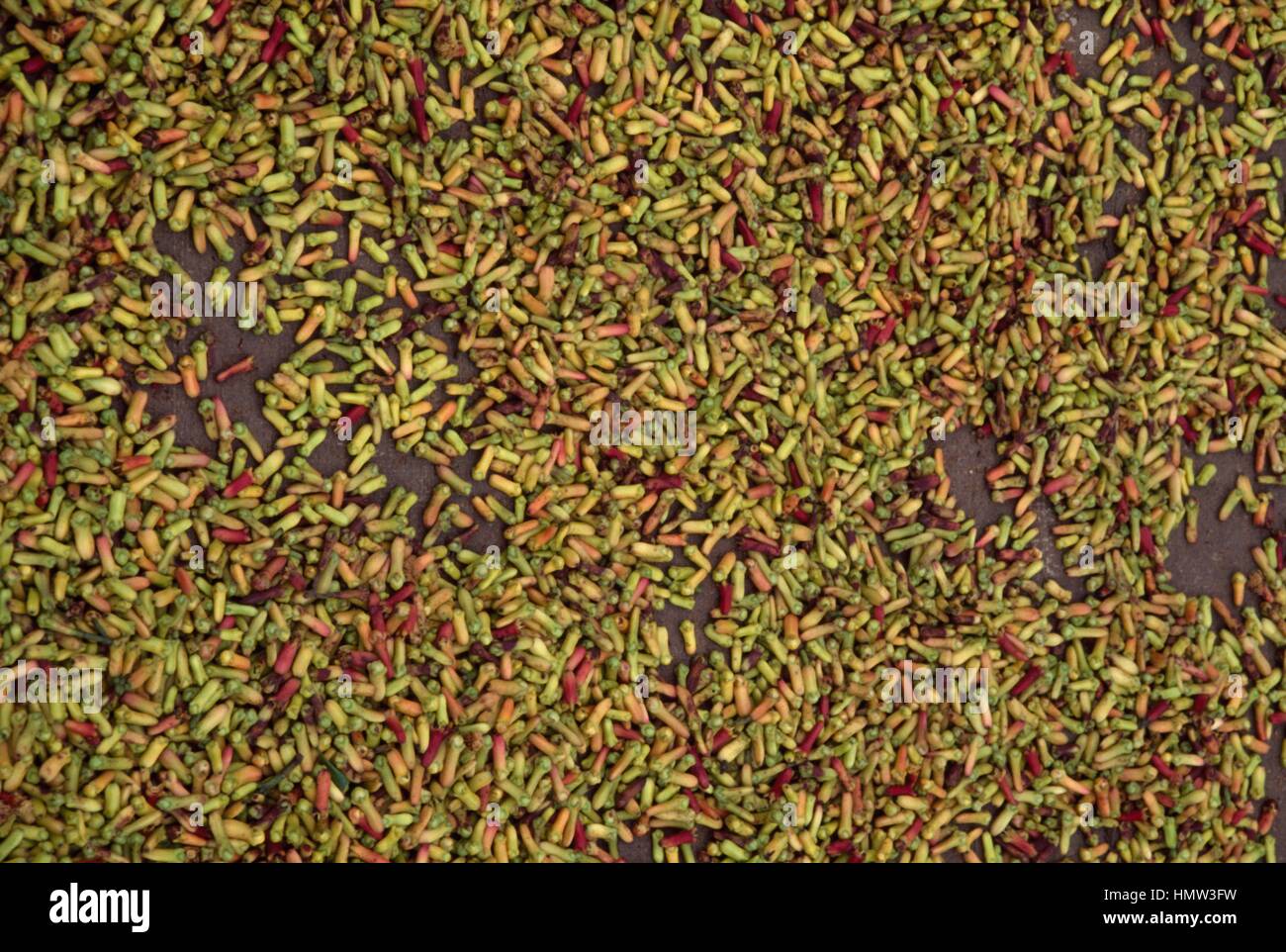 Cloves, flower buds of Clove tree (Eugenia caryophyllata or Syzygium ...