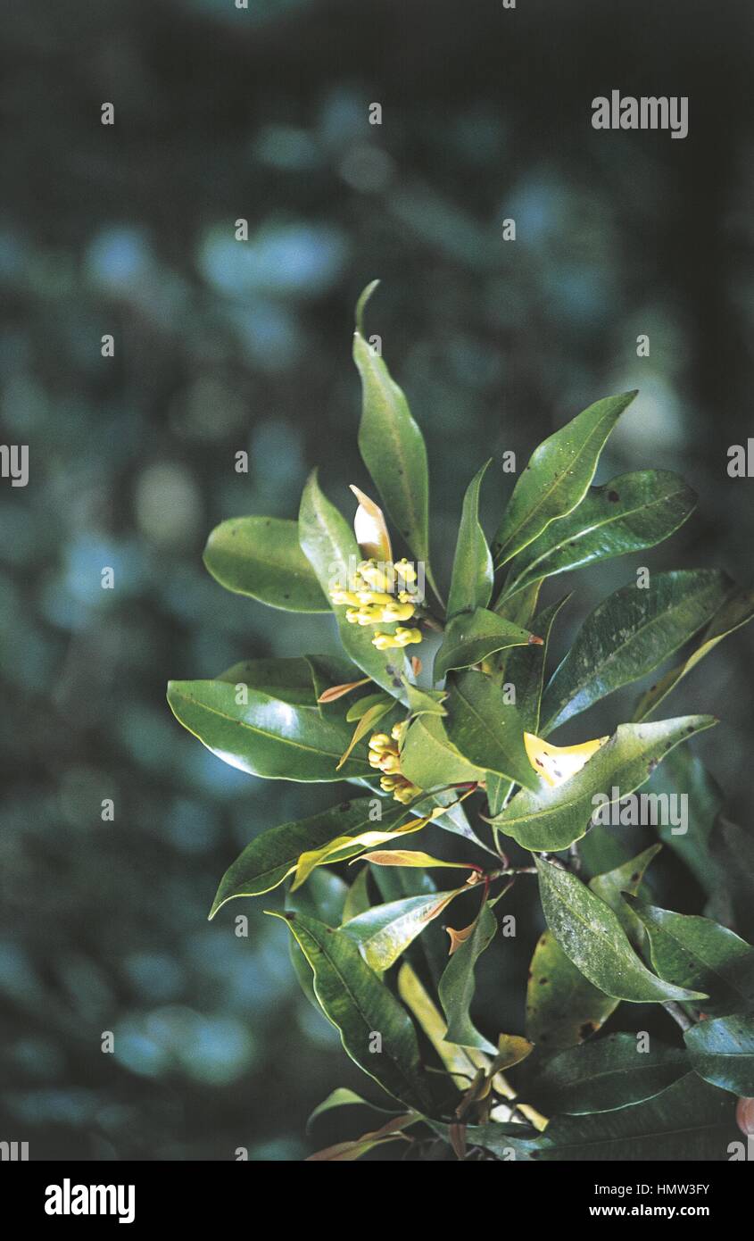 Eugenia Tree Stock Photos & Eugenia Tree Stock Images - Alamy