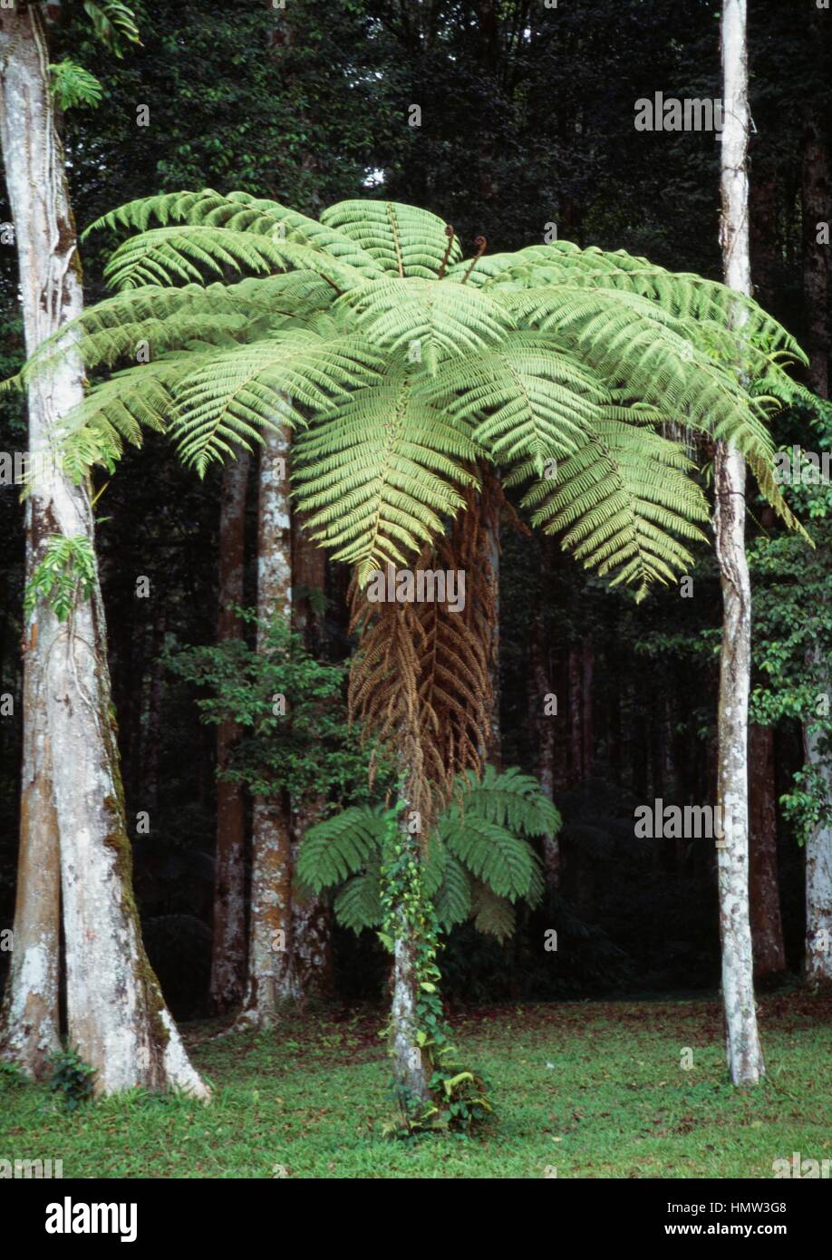 Botany cyatheaceae hi-res stock photography and images - Alamy
