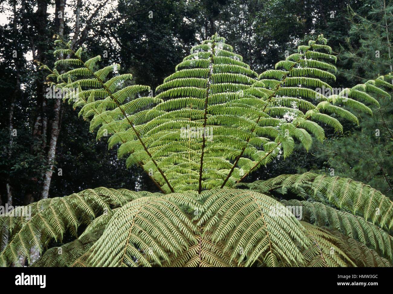 Botany cyatheaceae hi-res stock photography and images - Alamy