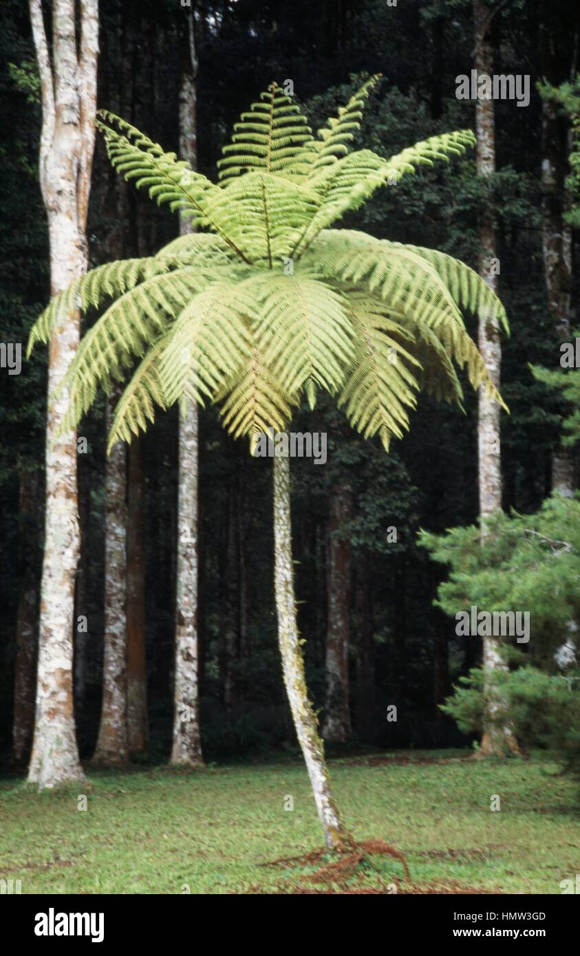 Botany cyatheaceae hi-res stock photography and images - Alamy