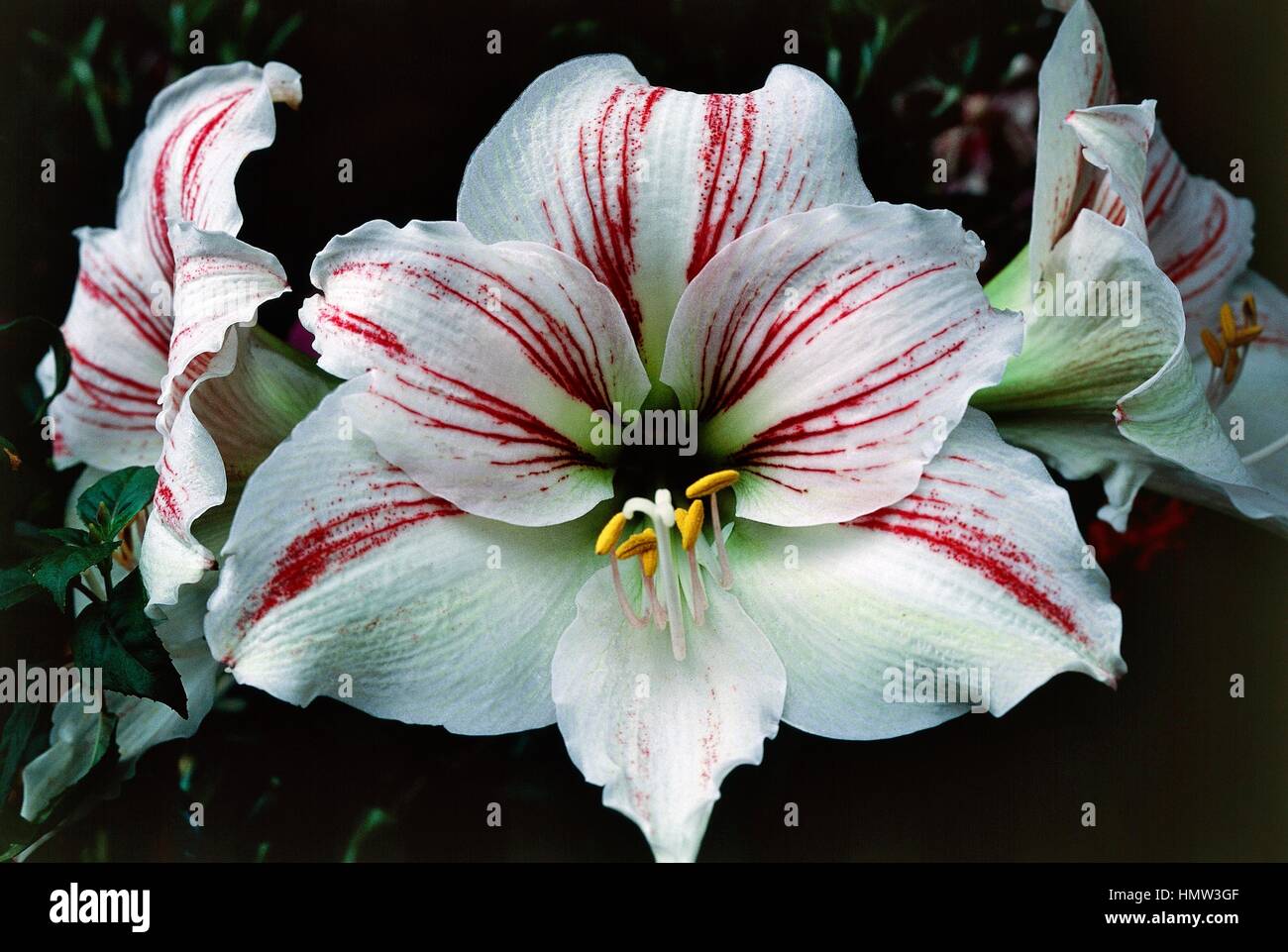 Hippeastrum sp, Amaryllidaceae Stock Photo - Alamy