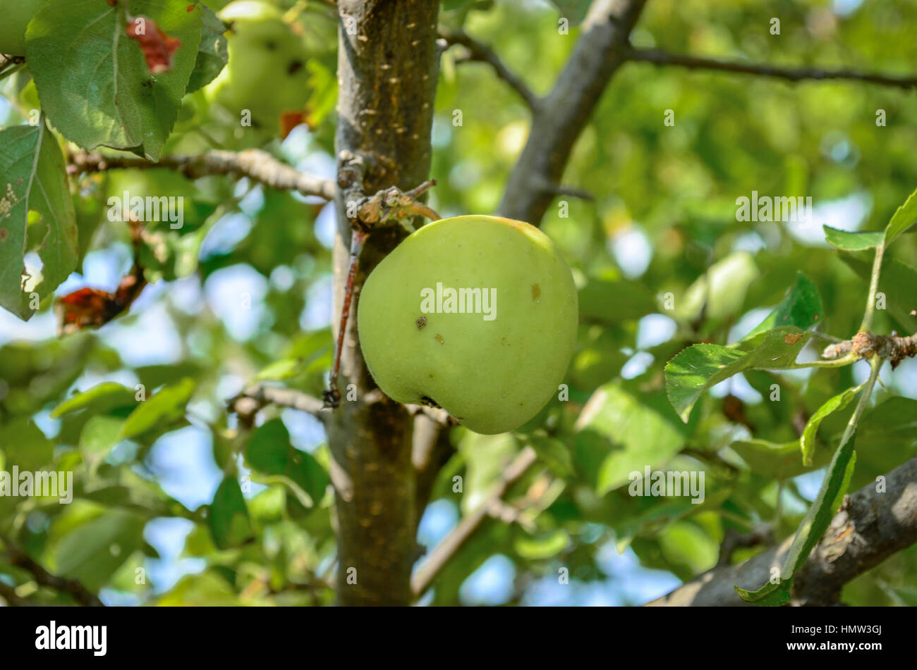 Apple on tree Stock Photo - Alamy