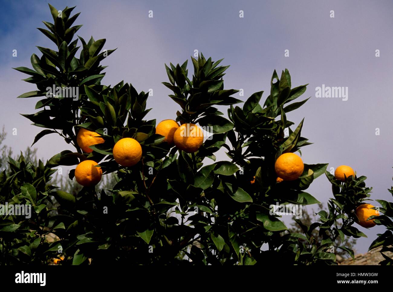 Bitter orange or Seville orange (Citrus x aurantium), Rutaceae Stock ...