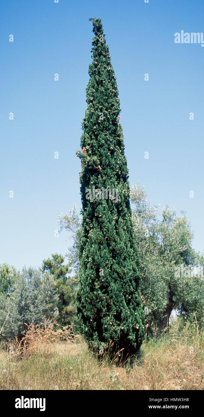 Mediterranean Cypress (Cupressus sempervirens), Cupressaceae Stock ...