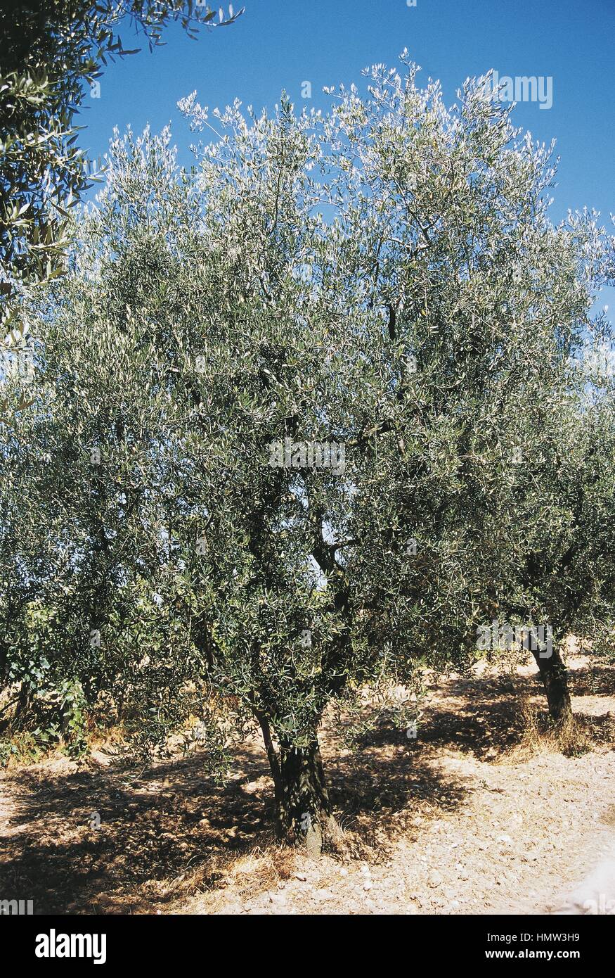 Botany - Trees - Oleaceae. Olive (Olea europaea Stock Photo - Alamy