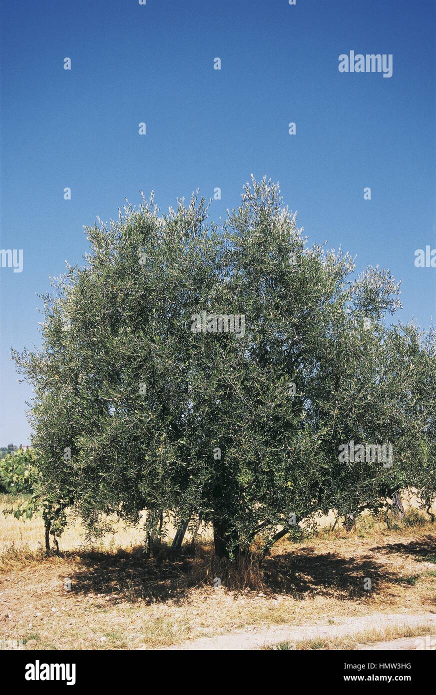 Botany - Trees - Oleaceae. Olive (Olea europaea Stock Photo - Alamy