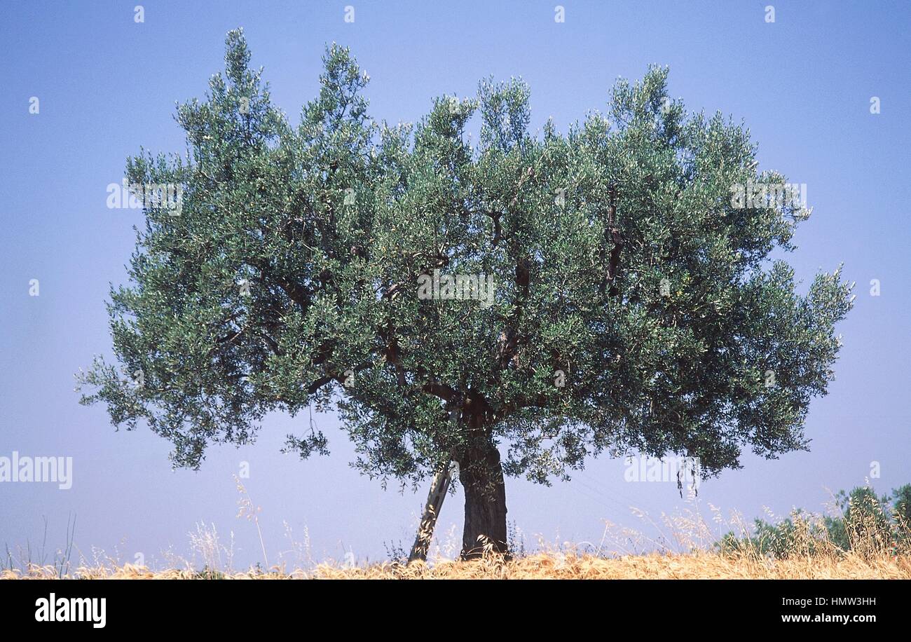 Olive (Olea europaea), Oleaceae Stock Photo - Alamy