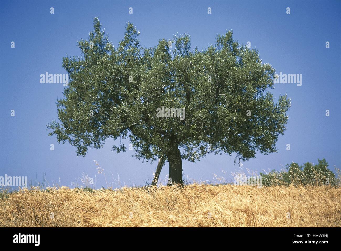 Botany - Trees - Oleaceae - Wild Olive tree (Olea europaea Stock Photo ...