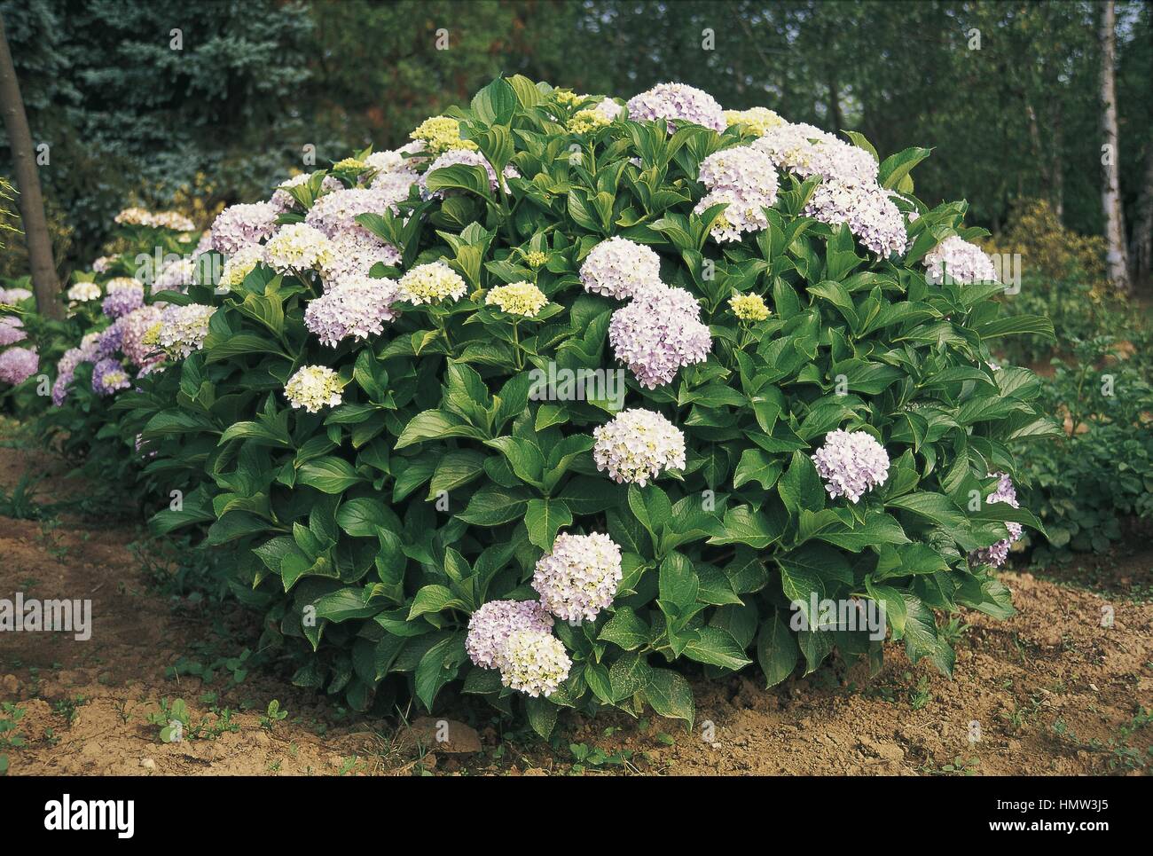 Botany - Hydrangeaceae. Hydrangea macrophylla or Bigleaf Stock Photo ...