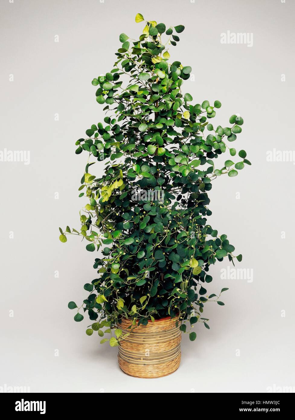 Mistletoe fig ficus deltoidea hi-res stock photography and images - Alamy