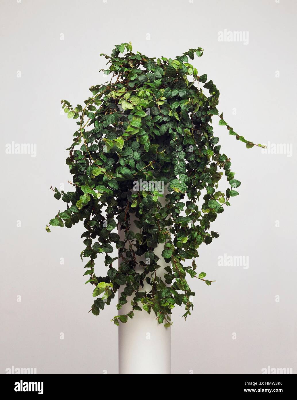 Creeping fig or Climbing fig (Ficus pumila Sunny), Moraceae Stock Photo ...
