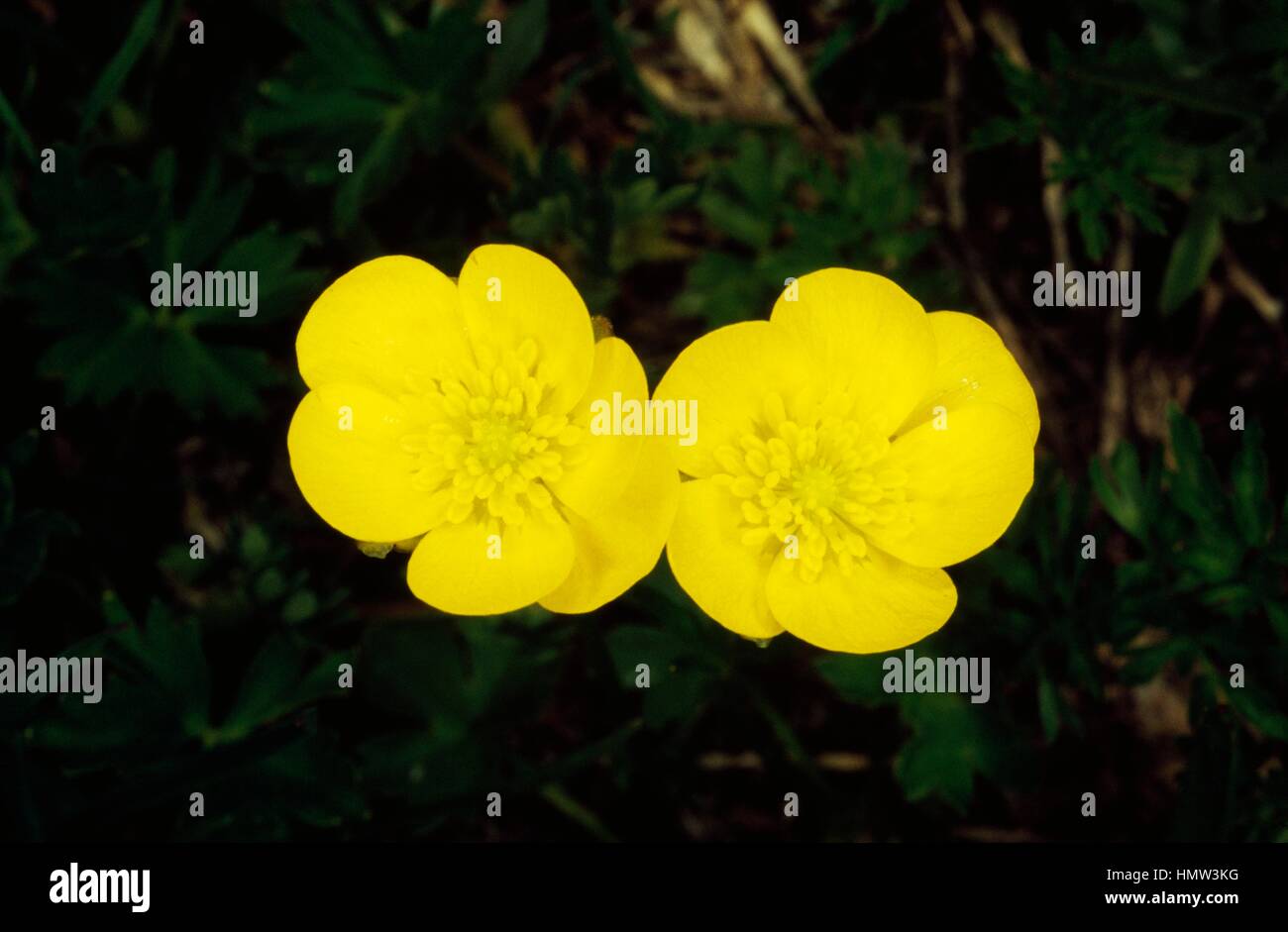 Mountain buttercup ranunculus montanus hi-res stock photography and ...