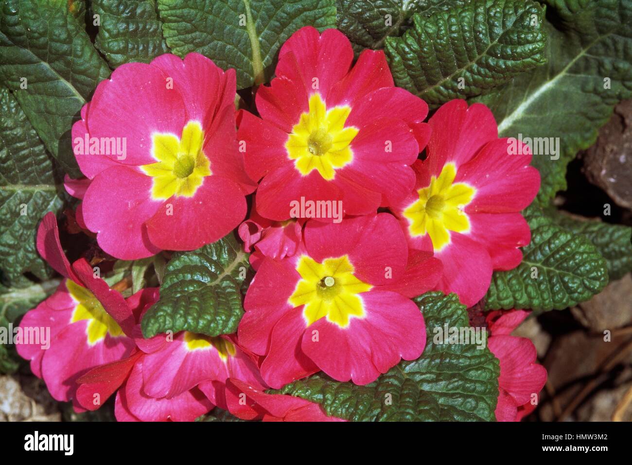 Primulaceae auricula hi-res stock photography and images - Alamy