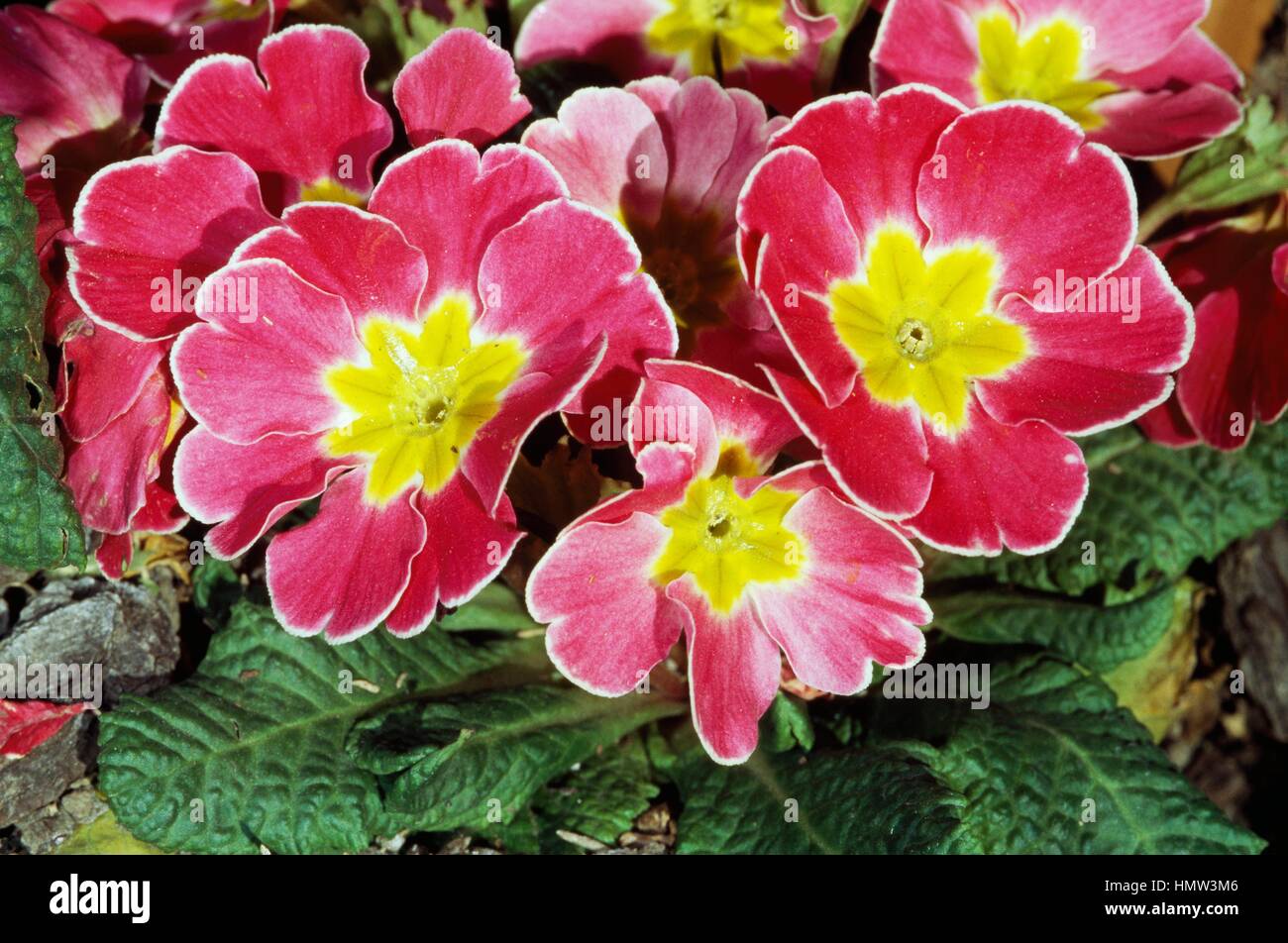 Primulaceae auricula hi-res stock photography and images - Alamy