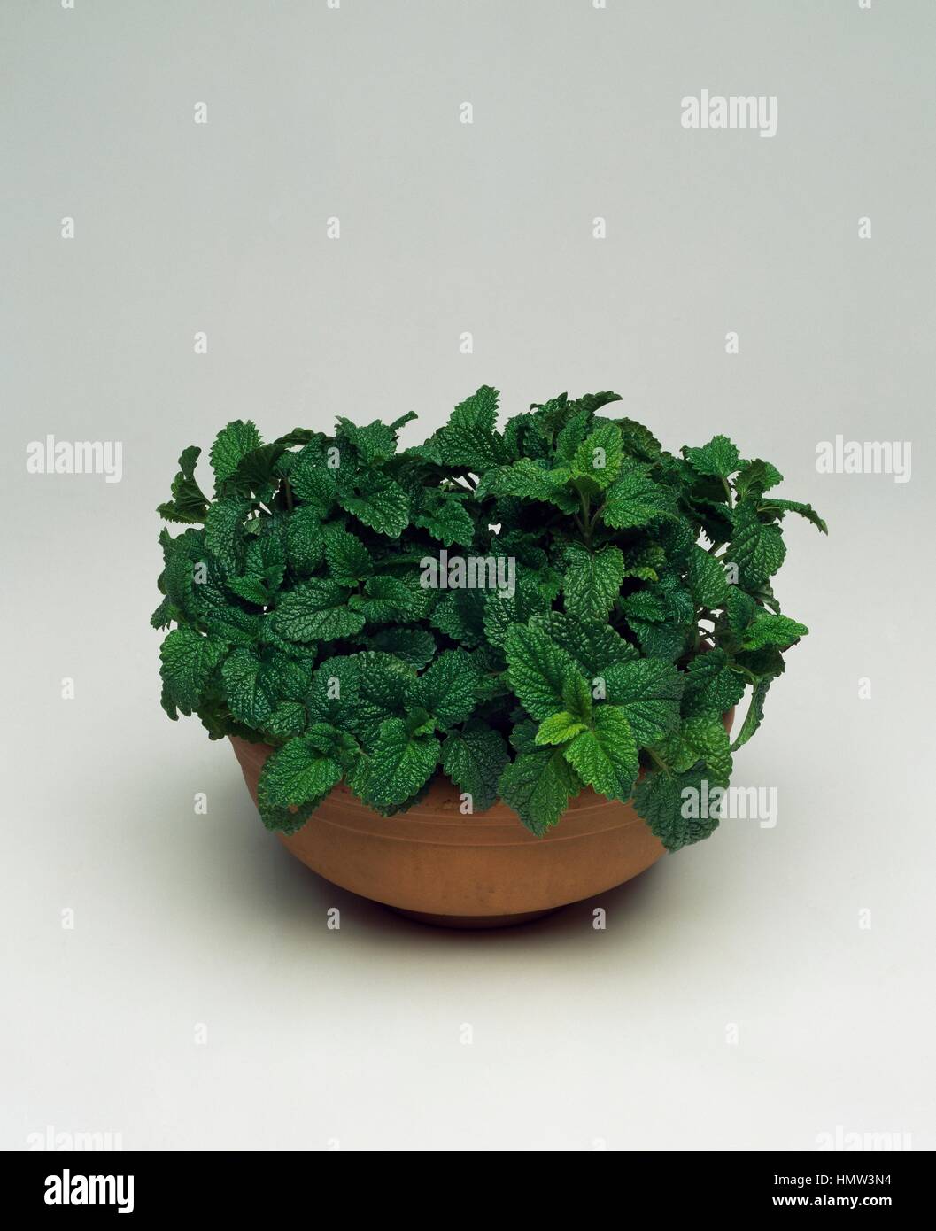 Lemon balm or balm mint (Melissa officinalis), Lamiaceae Stock Photo ...