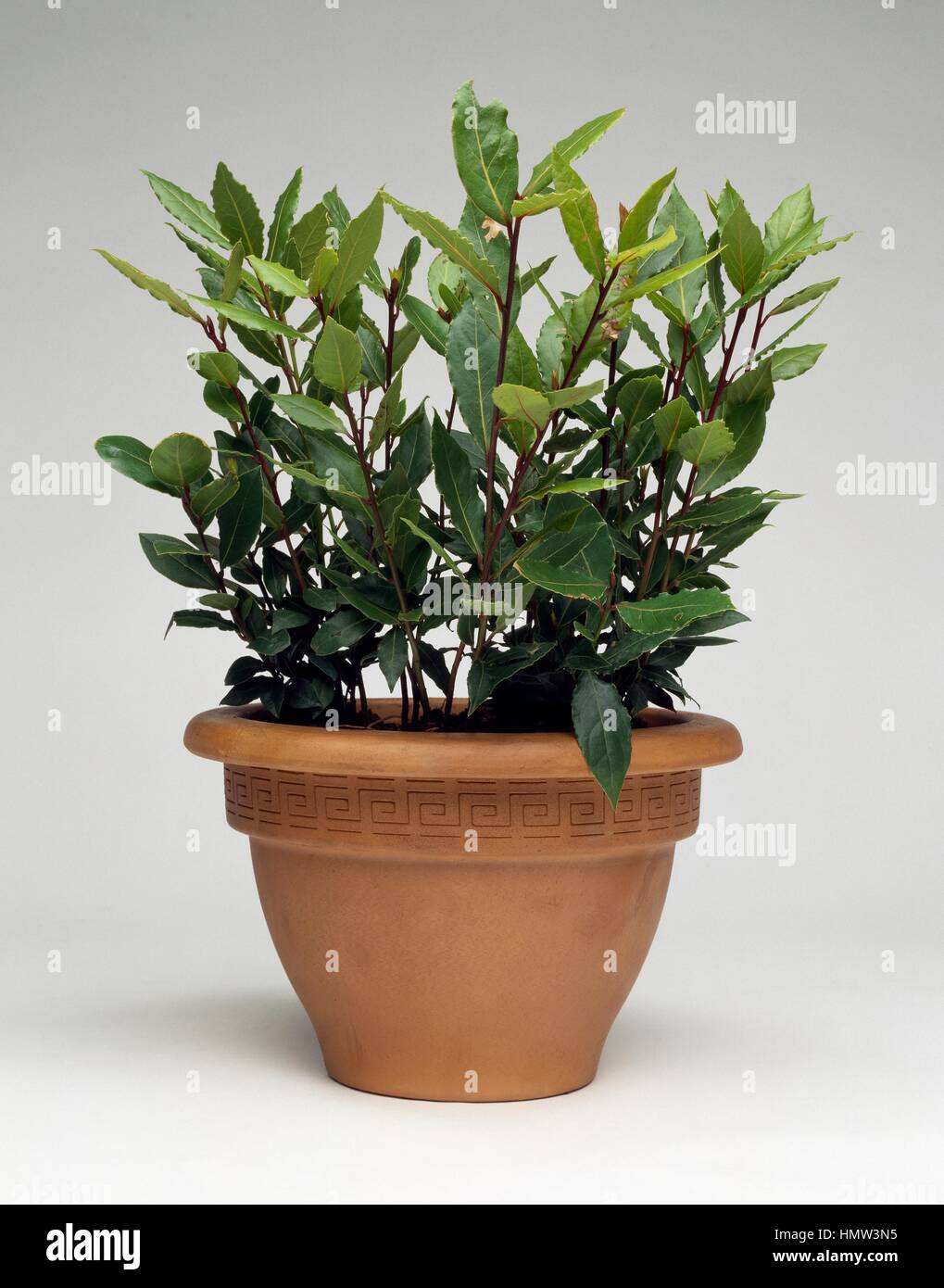 True laurel, Grecian laurel (Laurus nobilis), Lauraceae Stock Photo - Alamy