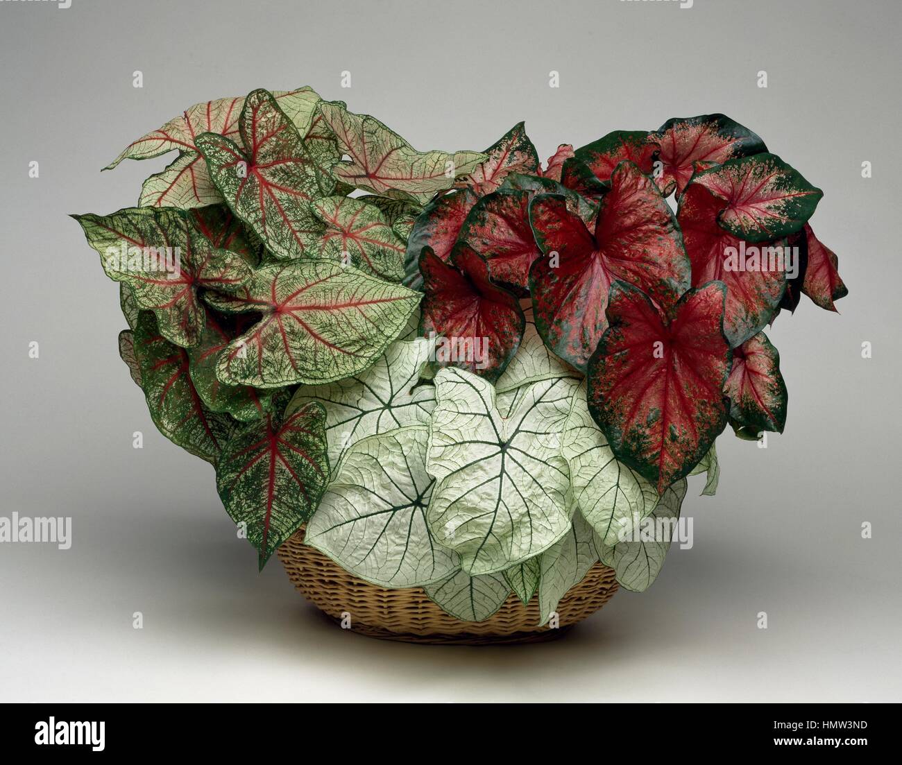 Elephant ear (Caladium bicolor), Araceae Stock Photo - Alamy
