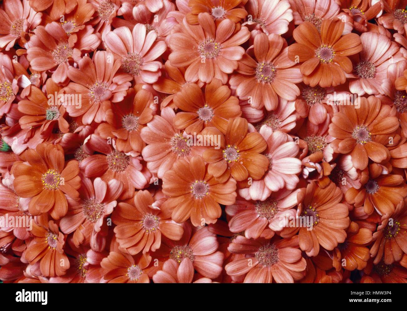 Cineraria (Pericallis x Hybrida), Asteraceae Stock Photo - Alamy