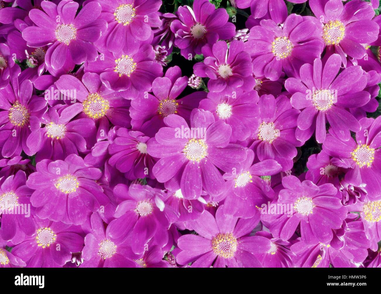 Cineraria (Pericallis x Hybrida), Asteraceae Stock Photo - Alamy