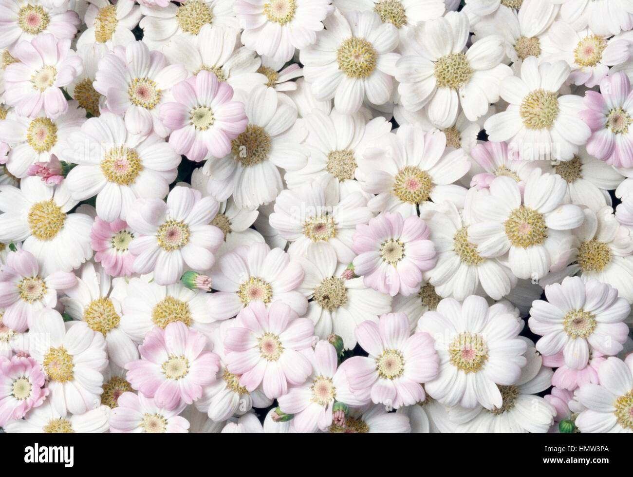 Cineraria (Pericallis x Hybrida), Asteraceae Stock Photo - Alamy