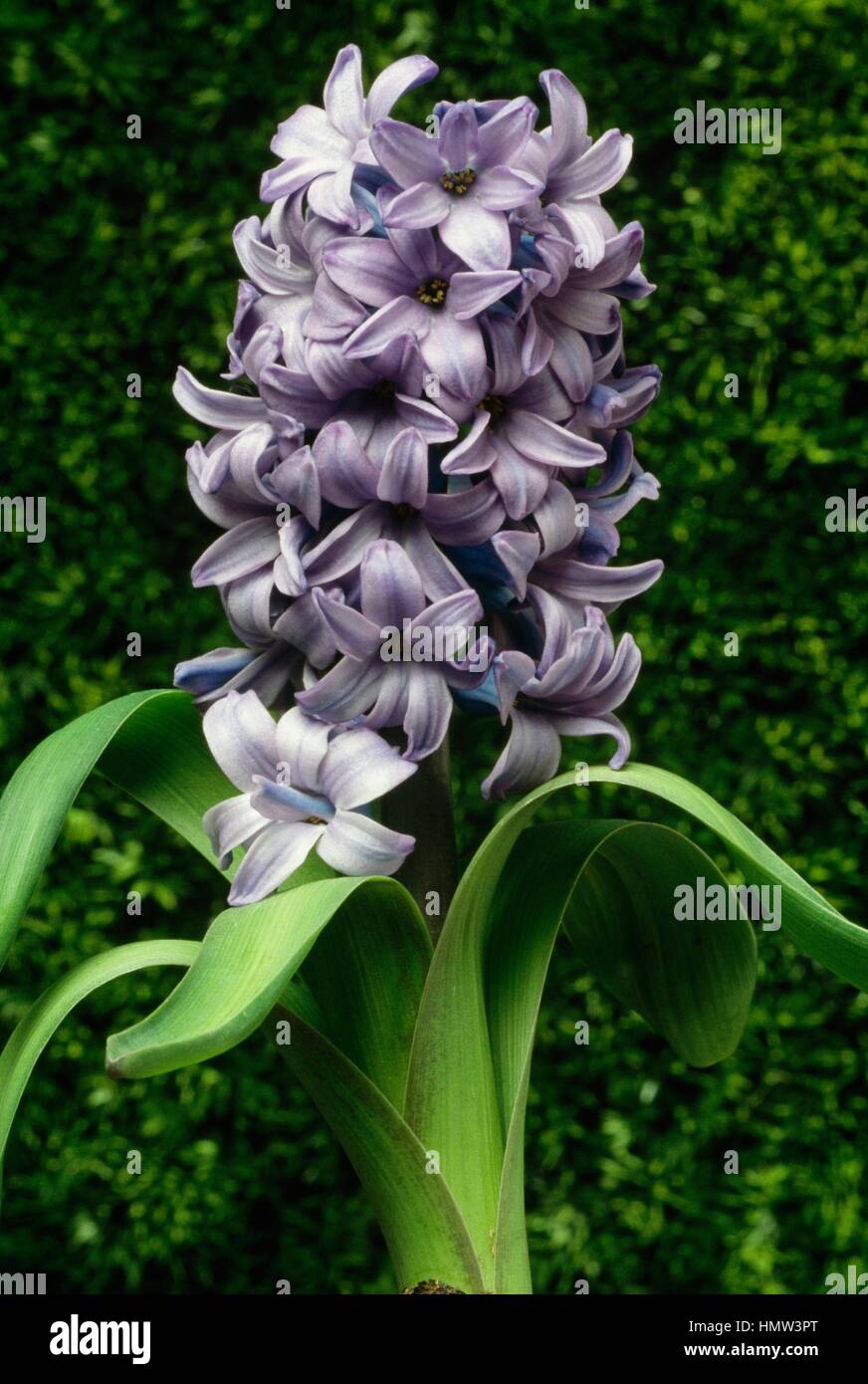 Garden hyacinth or Common hyacinth (Hyacinthus orientalis ...