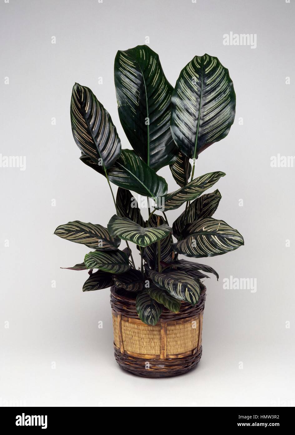 Pin-stripe plant (Calathea ornata Sanderiana), Marantaceae Stock Photo ...