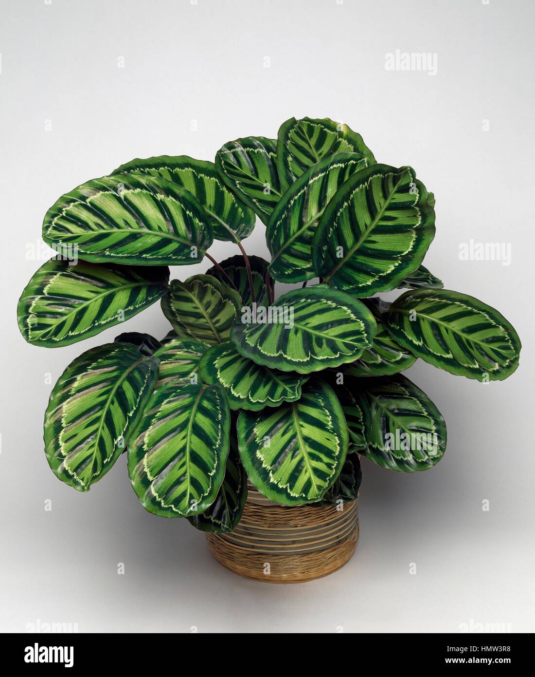 Calathea roseopicta, Marantaceae Stock Photo - Alamy