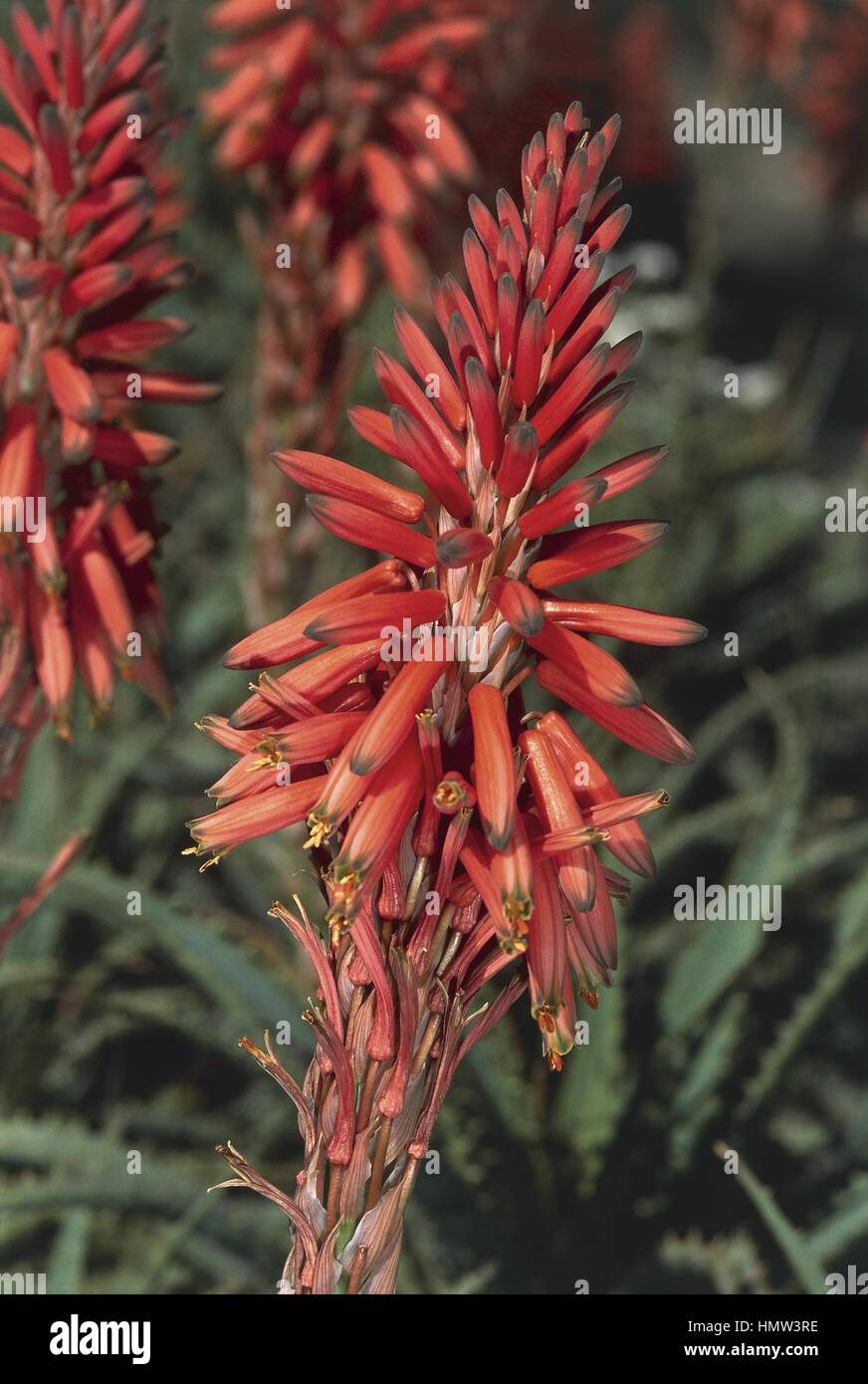 Barbados aloe hi-res stock photography and images - Alamy